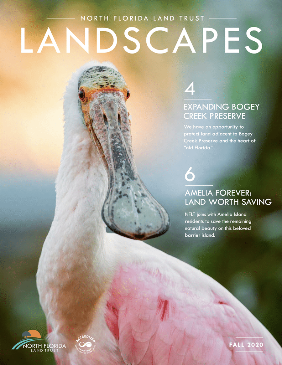 Newsletters Archives - North Florida Land Trust