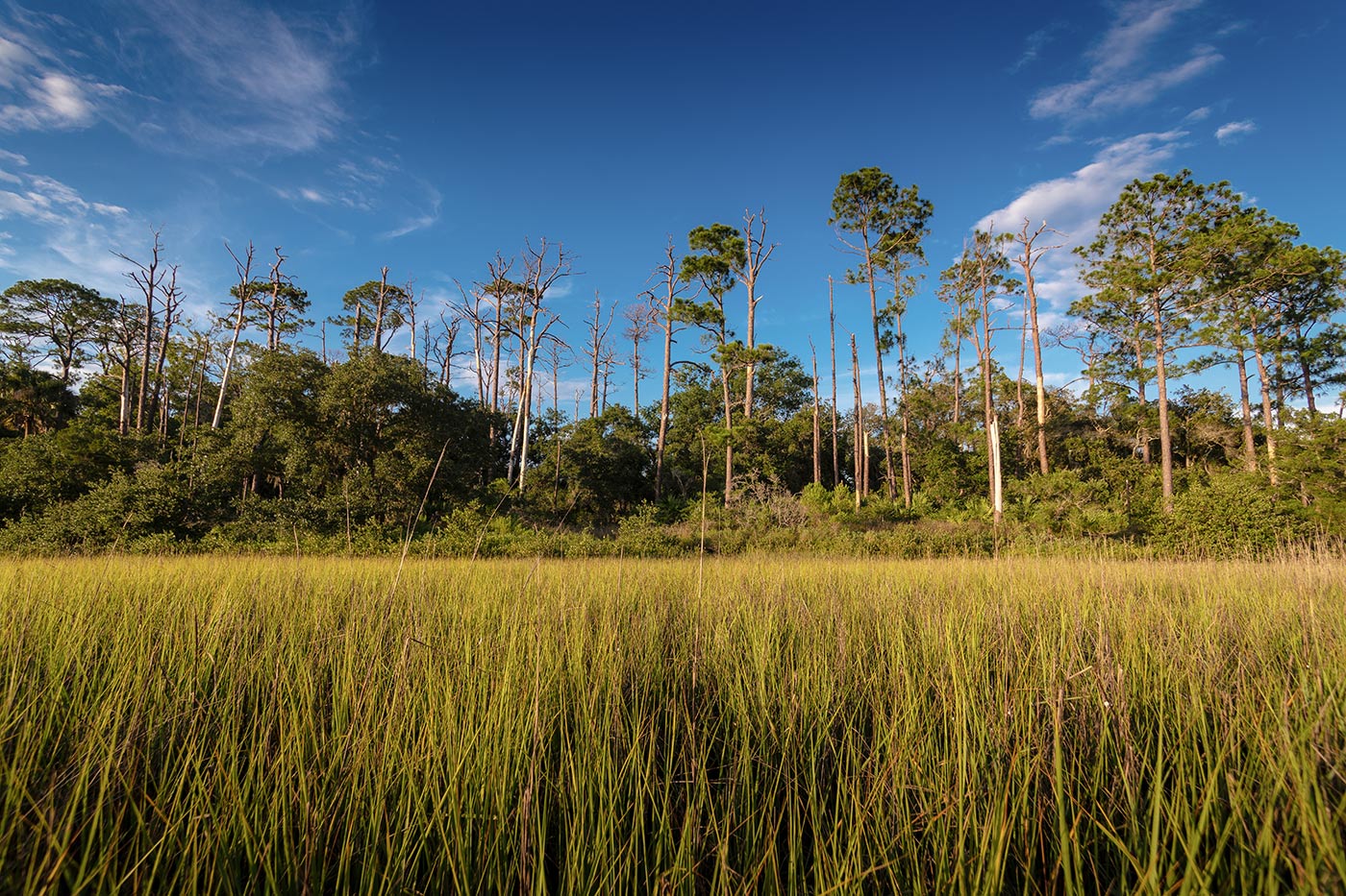 Build the Trust - North Florida Land Trust