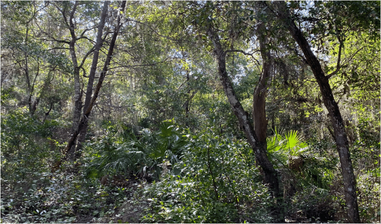 North Florida Land Trust has received its largest conservation easement ...