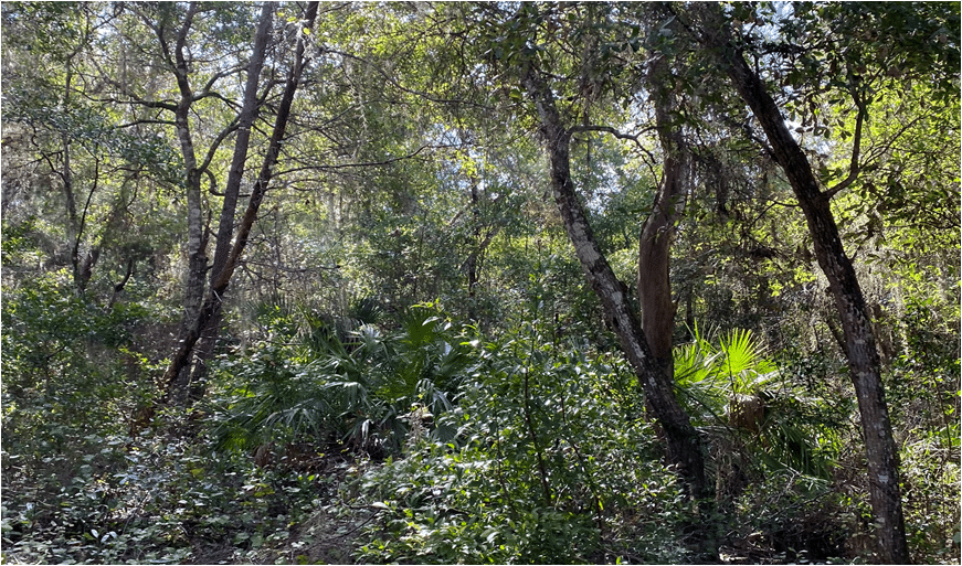 North Florida Land Trust has received its largest conservation easement ...