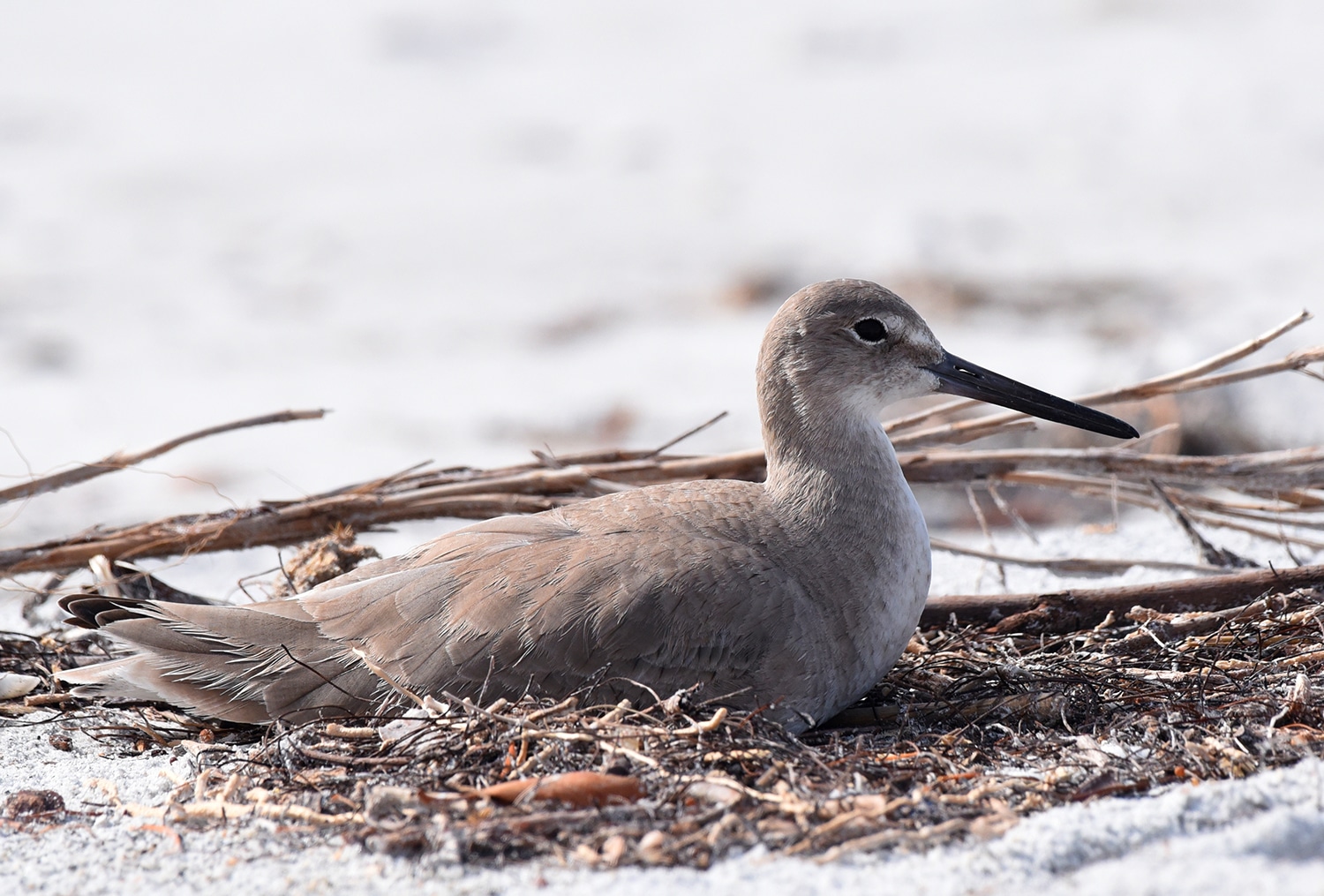 Birds Nesting….Watch Your Step!!! - North Florida Land Trust