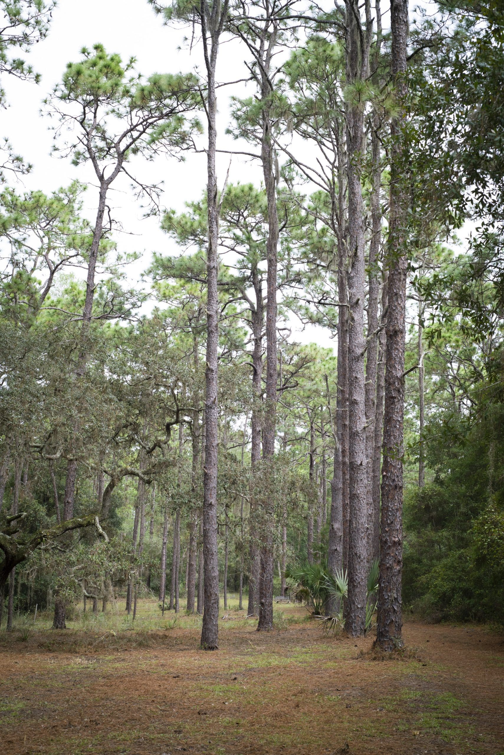 North Florida Land Trust has preserved the 470-acre Swan-Smiley Big ...